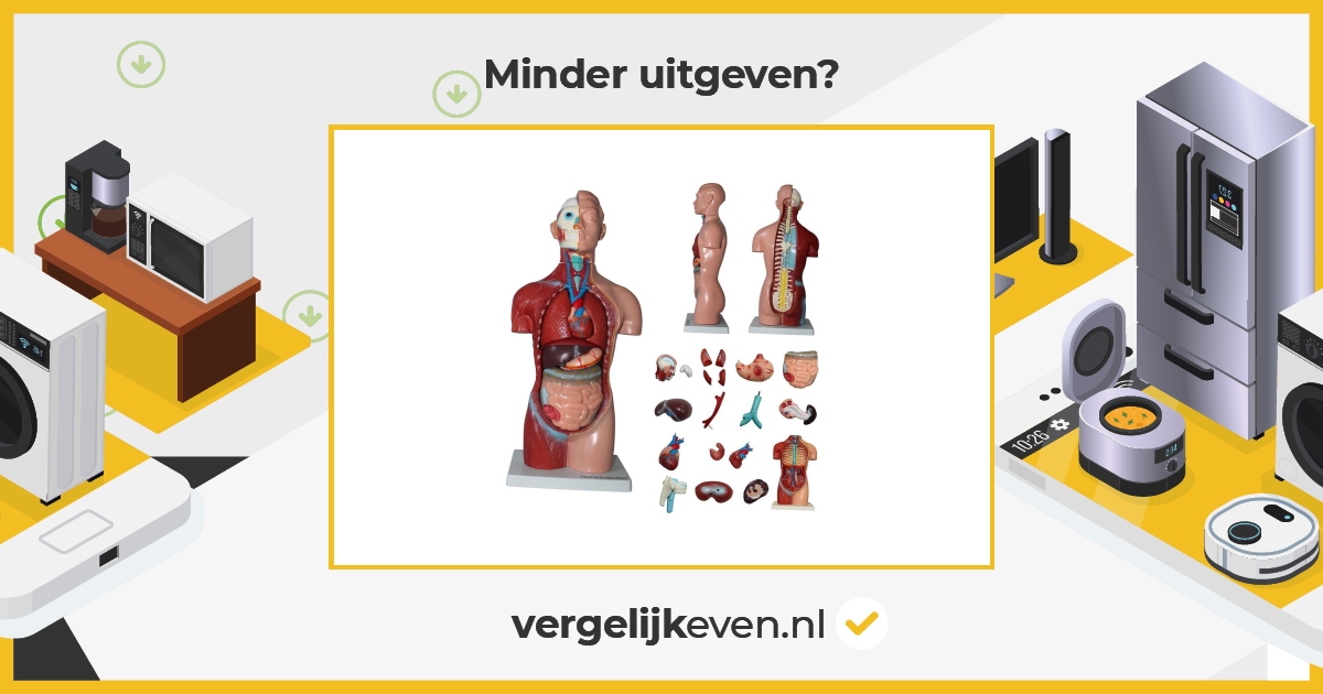 Het menselijk lichaam - anatomie model torso met organen, 18-delig, 42 ...